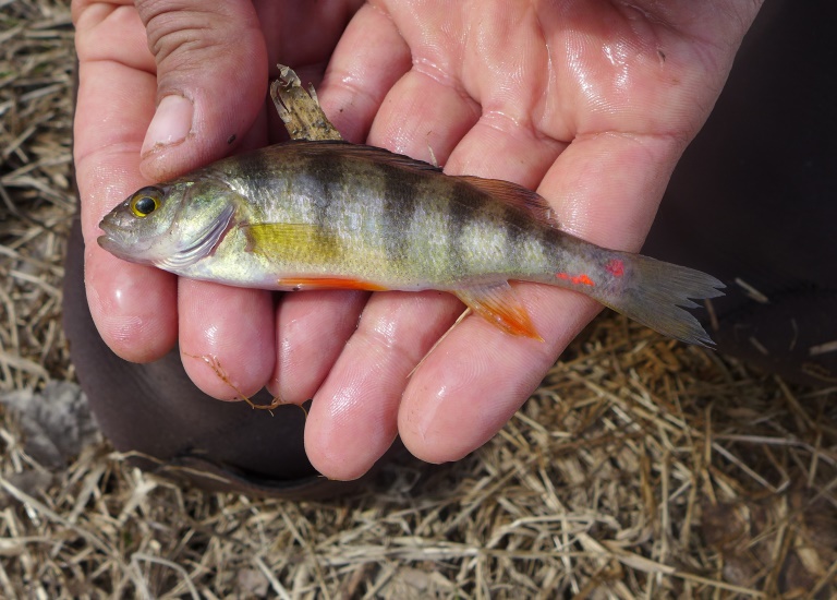 Perchaude: des efforts à faire à l'embouchure de la Saint-François - Le ...