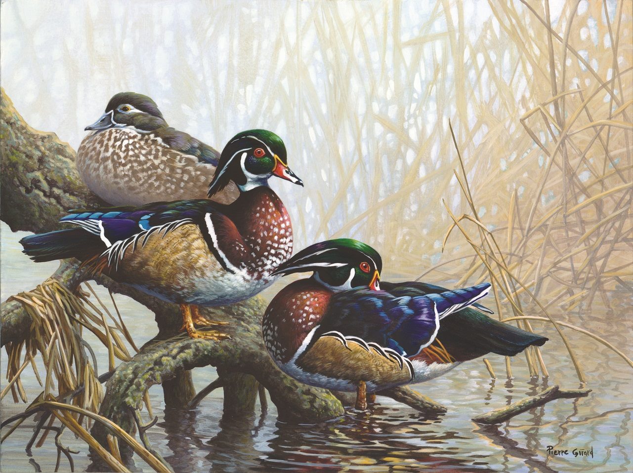 Le Canard branchu dans toute sa splendeur - Le Courrier Sud