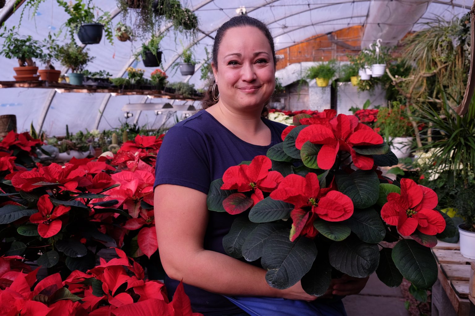 6 plantes d'intérieur pour enjoliver son espace à Noël - Le Courrier Sud