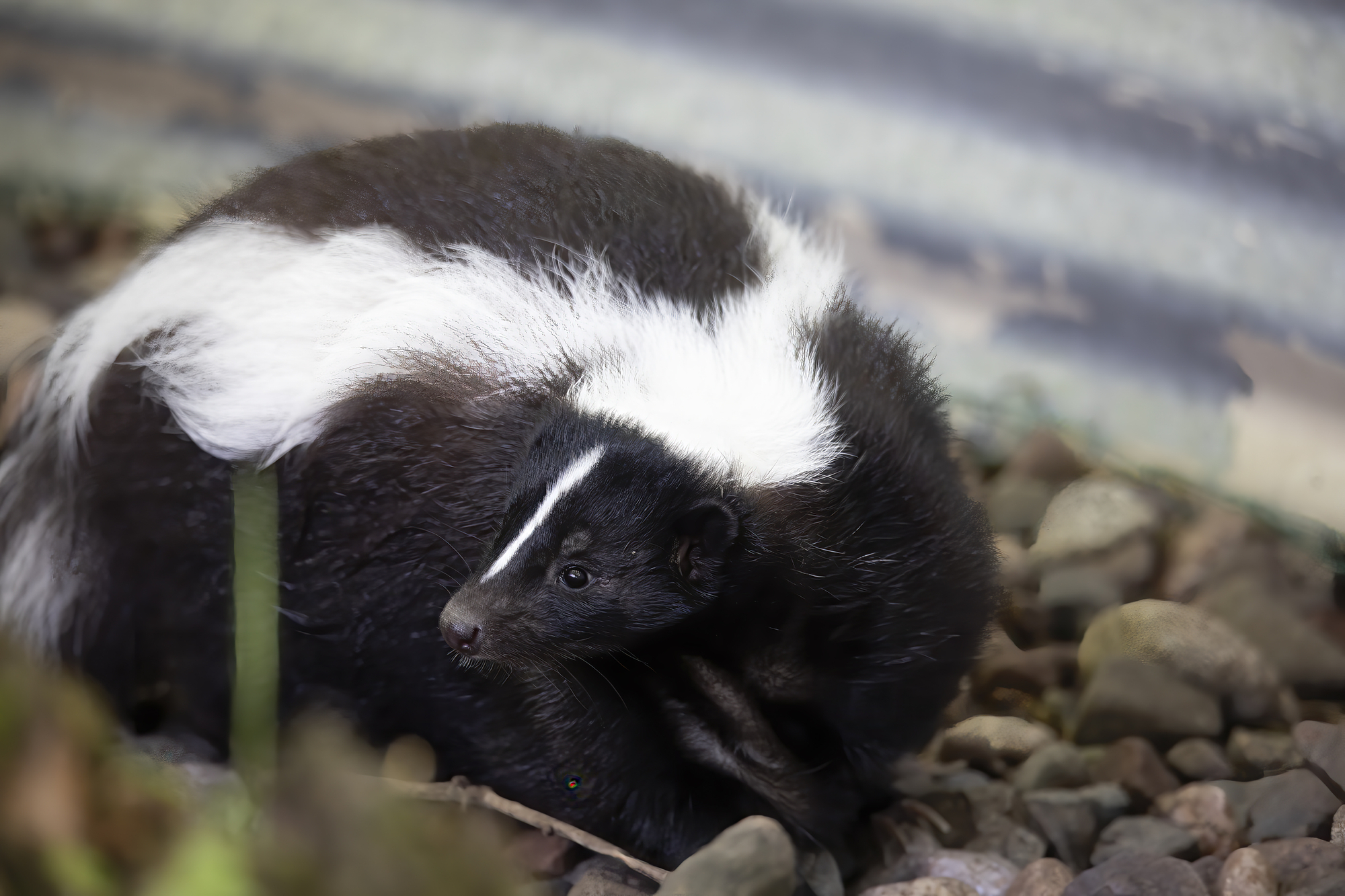 Les conseils de professionnels pour éloigner les moufettes de chez soi ...