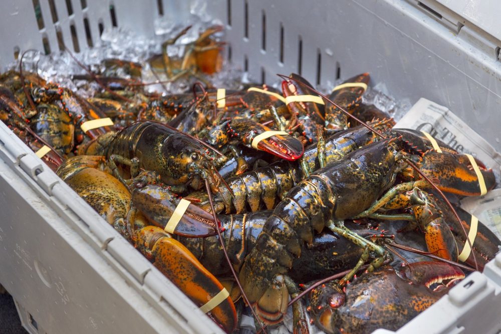 Une amende imposée à Pêcheries LeBreton & Fils est annulée par la Cour ...